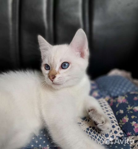 Элитный тайский котик с документами