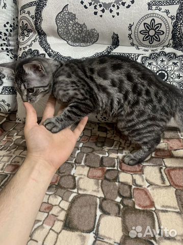 Отдам кошечку девочку в добрые руки