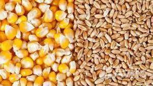 Пшеница/ячмень/отруби/кукуруза