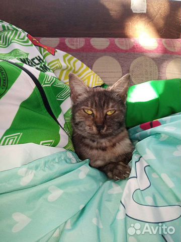 Кошка в дар