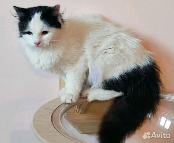 Кошка ищет дом