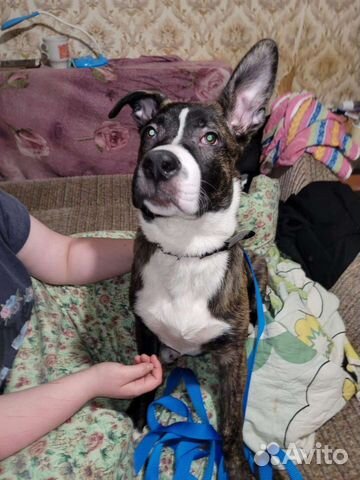 Щенок питбуль