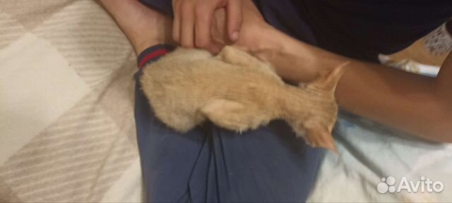 Котята в добрые руки бесплатно светлая девочка