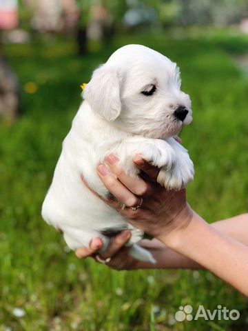 Цвергшнауцер щенок