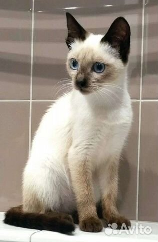 Юна ищет дом