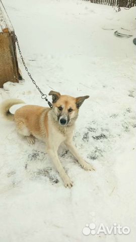 Собака метис Лайка охранник 1 год стерилизована