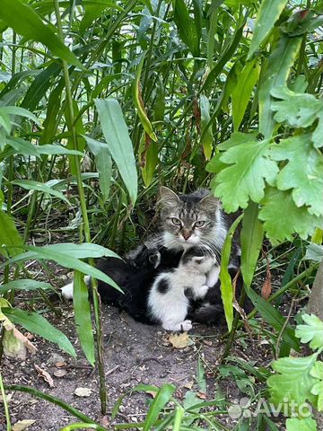 Кошку выгнали на улицу. Остался 1 малыш
