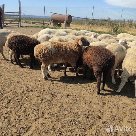 Бараны на курбан байрам