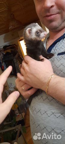 Хорек с клеткой