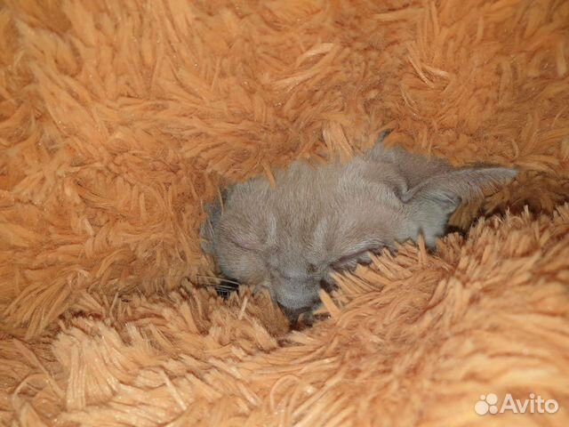 Бурманская лиловая девочка