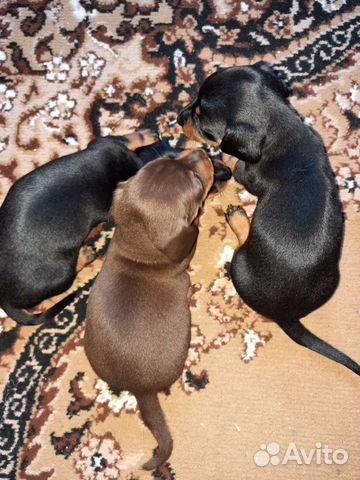 Мини таксики