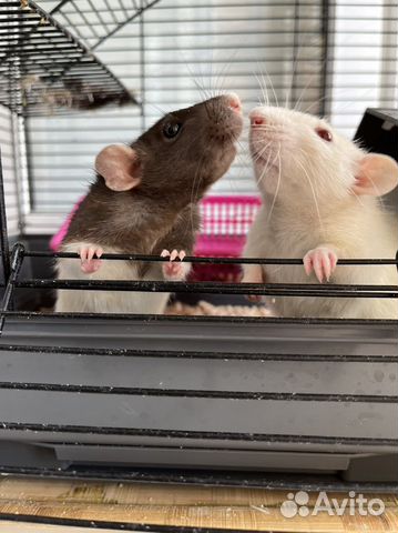 Крысы девочки