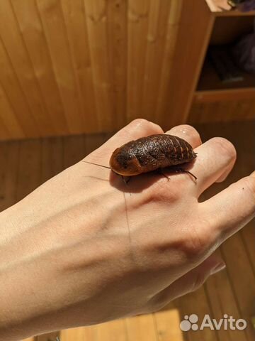 Мадагаскарский таракан с террариумом