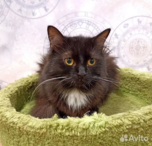Пушистая черная кошечка Дуняша в добрые руки