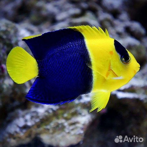 Рыба морская карликовый ангел