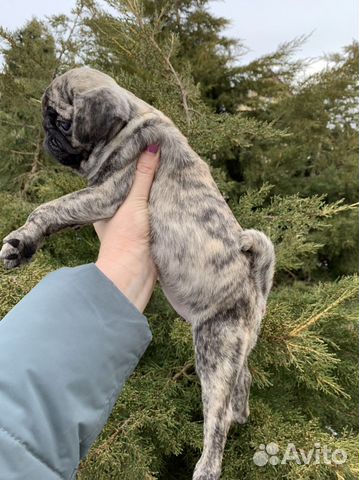 Мопс тигровая девочка