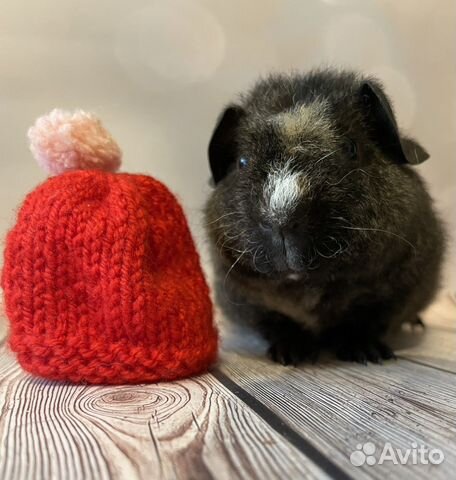 Морские свинки, Американский тедди