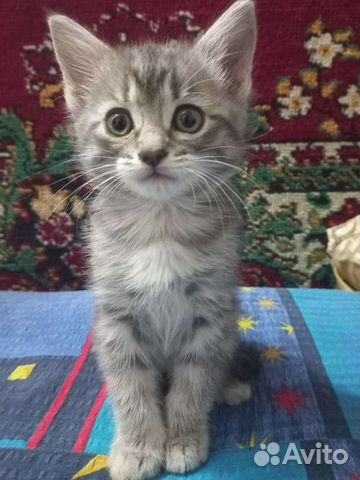 Котенок соответсвует Удивительная и шкодная