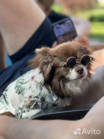 Случка чихуахуа