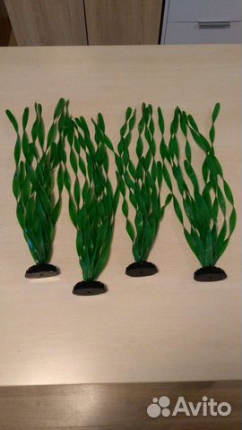 Валиснерия гигантская широколистная