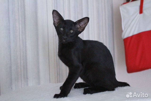 Ориентальный котенок