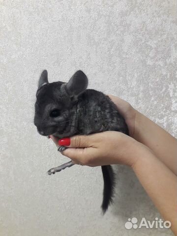 Шиншилла