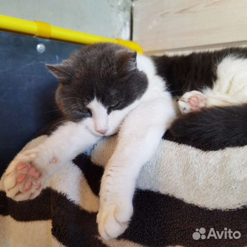 Кошка в дар