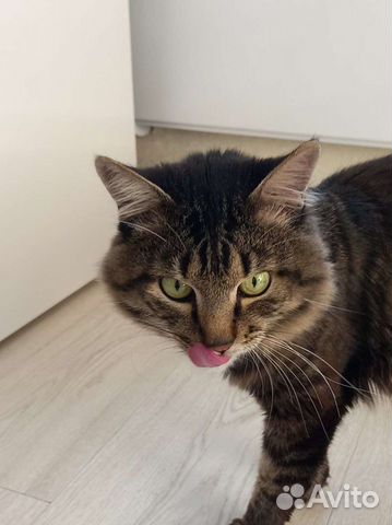 Кошки в добрые руки