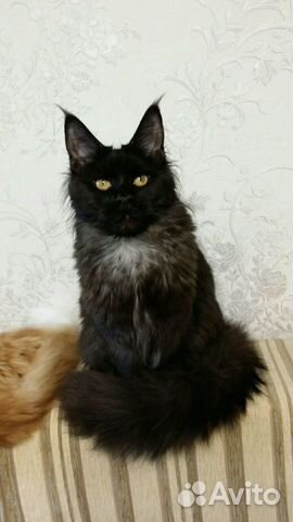 Кошка дымная