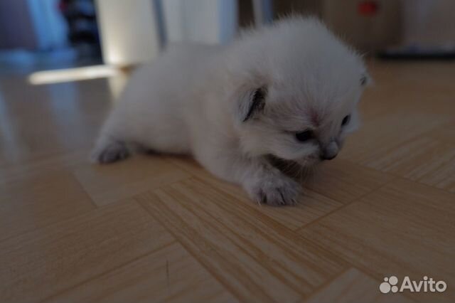 Отдам котят в хорошие руки