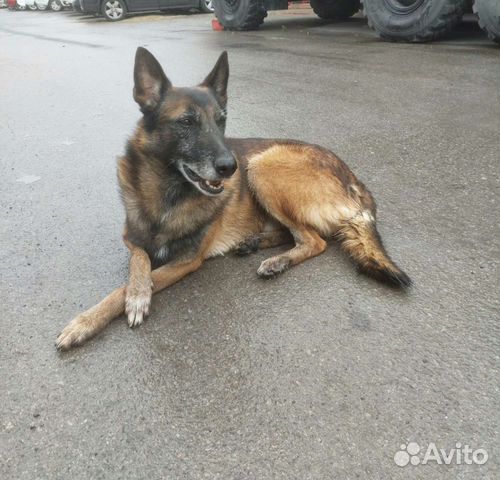 Австралийская овчарка