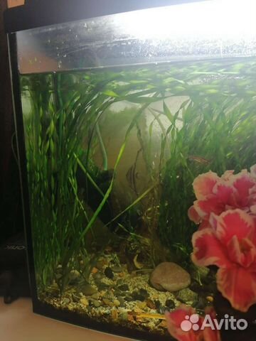 Аквариумные растения прополка