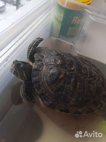 Черепаха