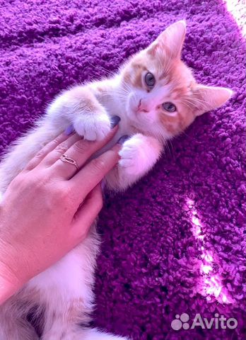 Котята-Антистресс