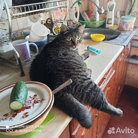 Полосатая кошка Зельда