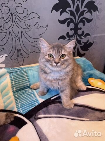 Продаются котята