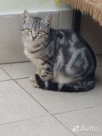 Котик в добрые руки