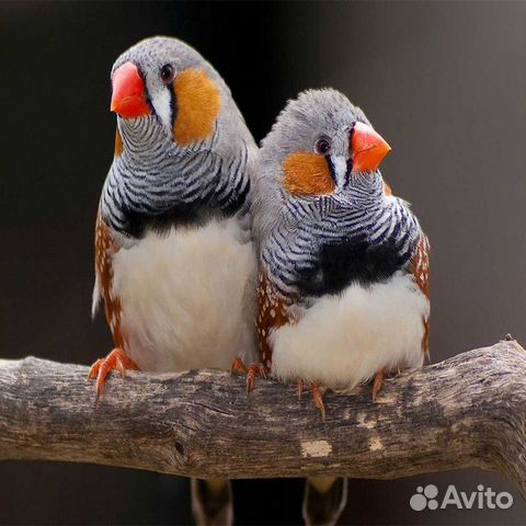 Птицы амадины