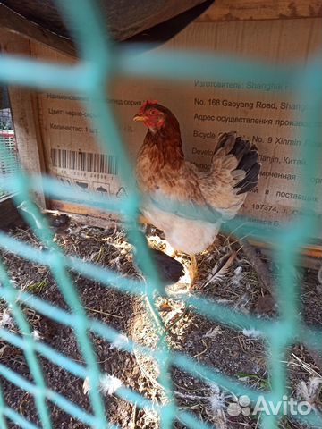 Клуша с цыплятами