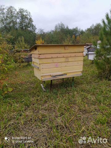 Продам пчелосемьи