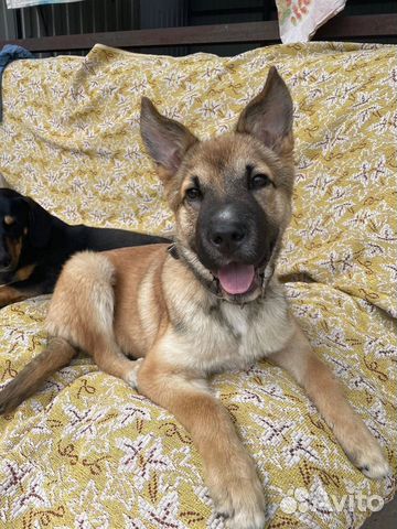 Американская акита