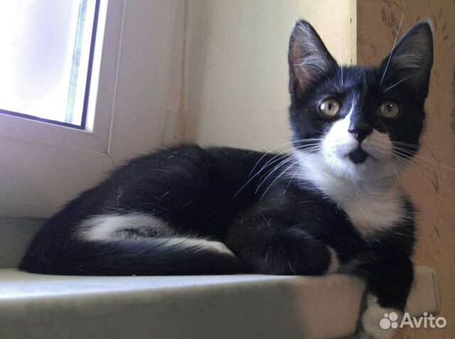 Котик в добрые руки