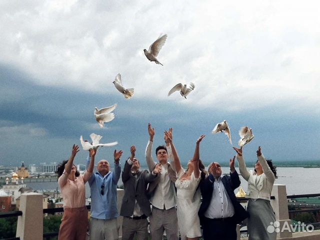 Белые голуби (голубь мира)