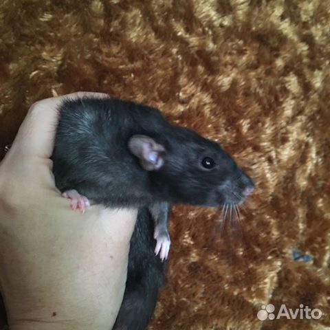 Два юных крыса с клеткой ищут дом