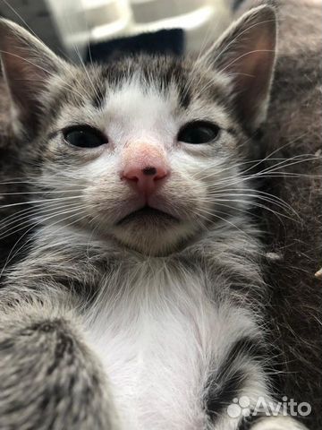 Кошка Пятнышка