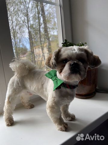 Ши-тцу вязка