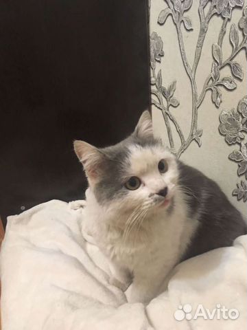 Красивая Кошечка ищет дом