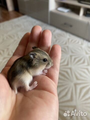 Джунгарский хомяк