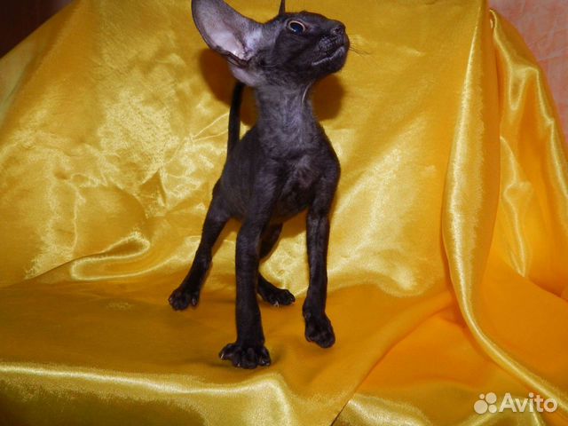 Черный кот
