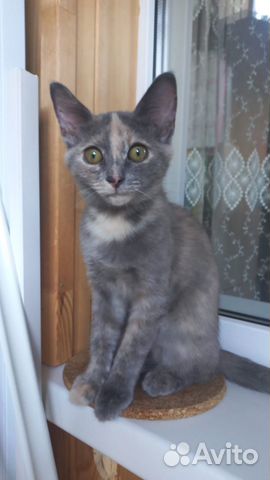 Кошечка Шанель